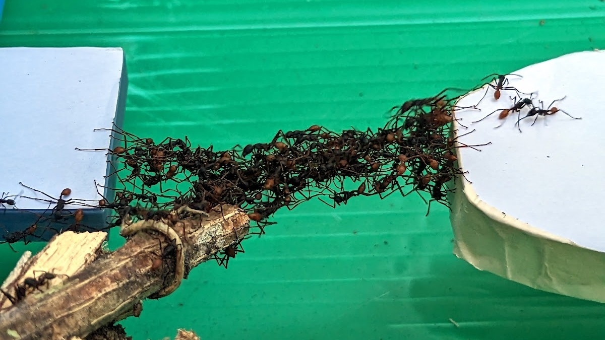 Army ants use collective intelligence to build bridges. Robots can learn from it : NPR
