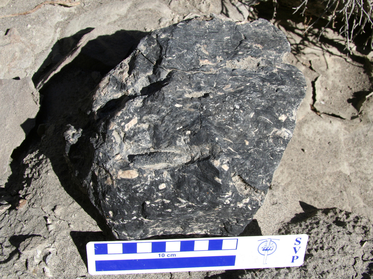 Poop fossils yield clues about dinosaur eating habits : Short Wave : NPR