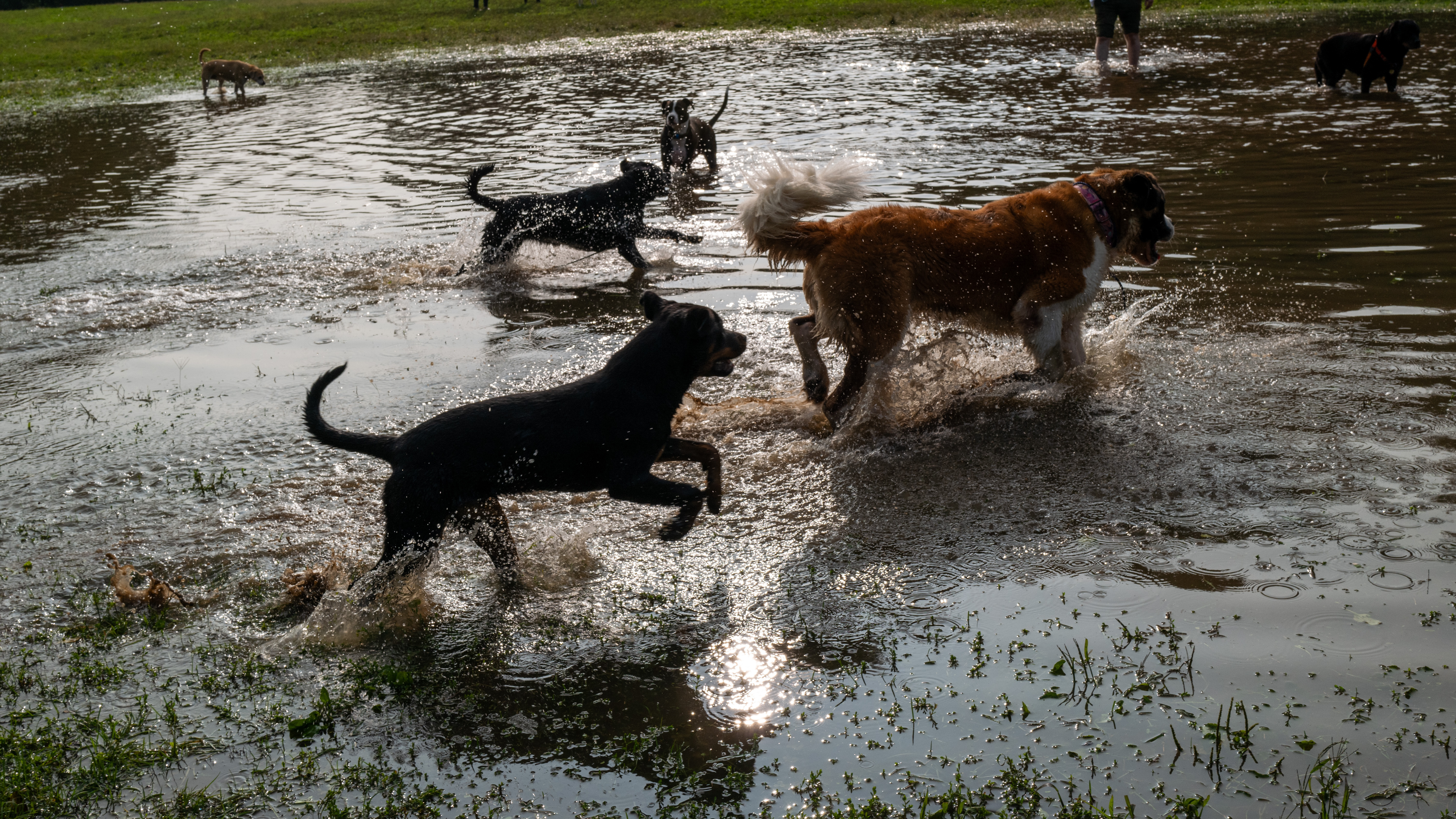 Could a 'funky' pathogen be sickening dogs? Scientists search for clues ...