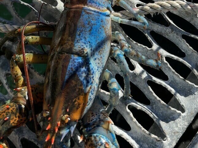 Rare lobster: Bowie is half-blue, half-red, half-male, half-female : NPR