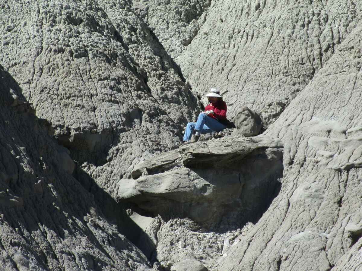 Poop fossils yield clues about dinosaur eating habits : Short Wave : NPR