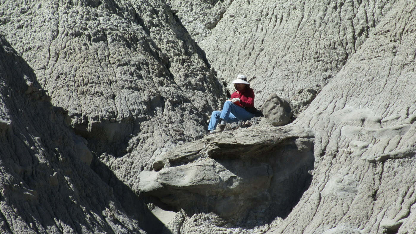 Poop fossils yield clues about dinosaur eating habits : Short Wave : NPR