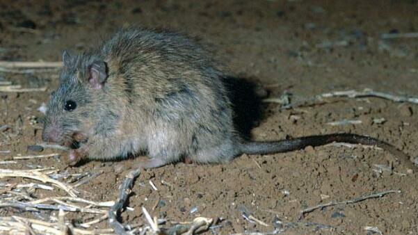 Rat plague hits an Australian coastal town, and thousands more wash up ...