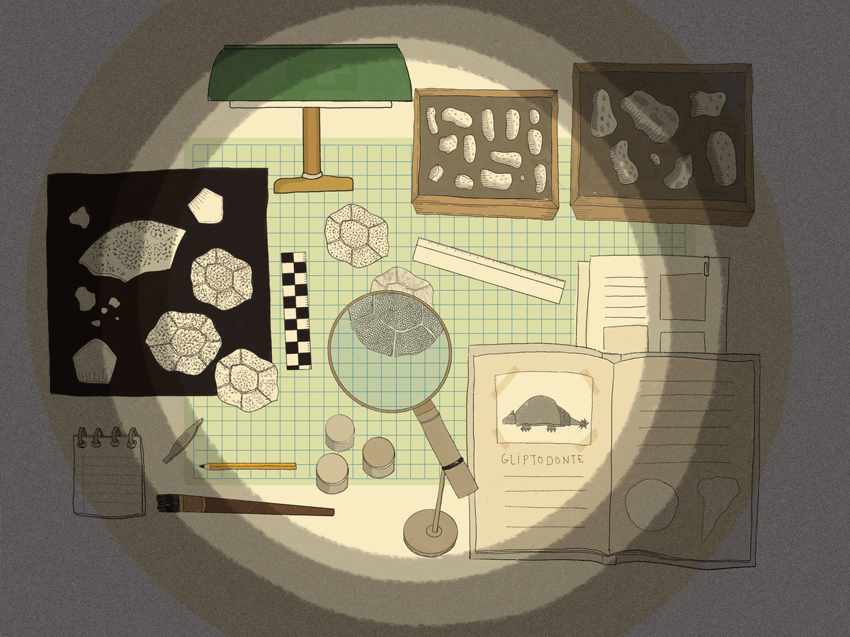 El misterio de los fósiles : Radio Ambulante : NPR