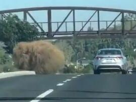 A car-sized tumbleweed made quite a scene on a California highway ...
