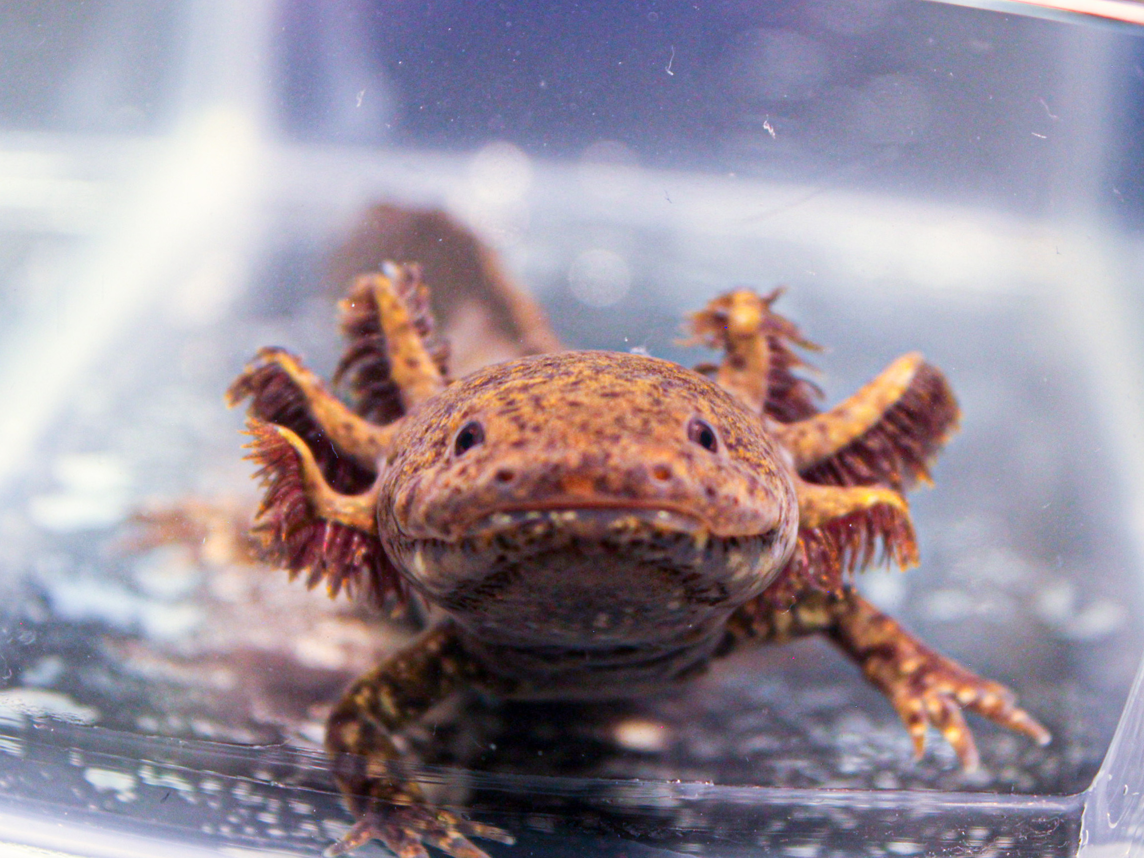 To save axolotls, a campaign in Mexico asks people to virtually adopt ...