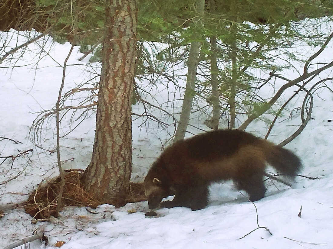 U.S. moves to protect wolverines as climate change melts mountain ...