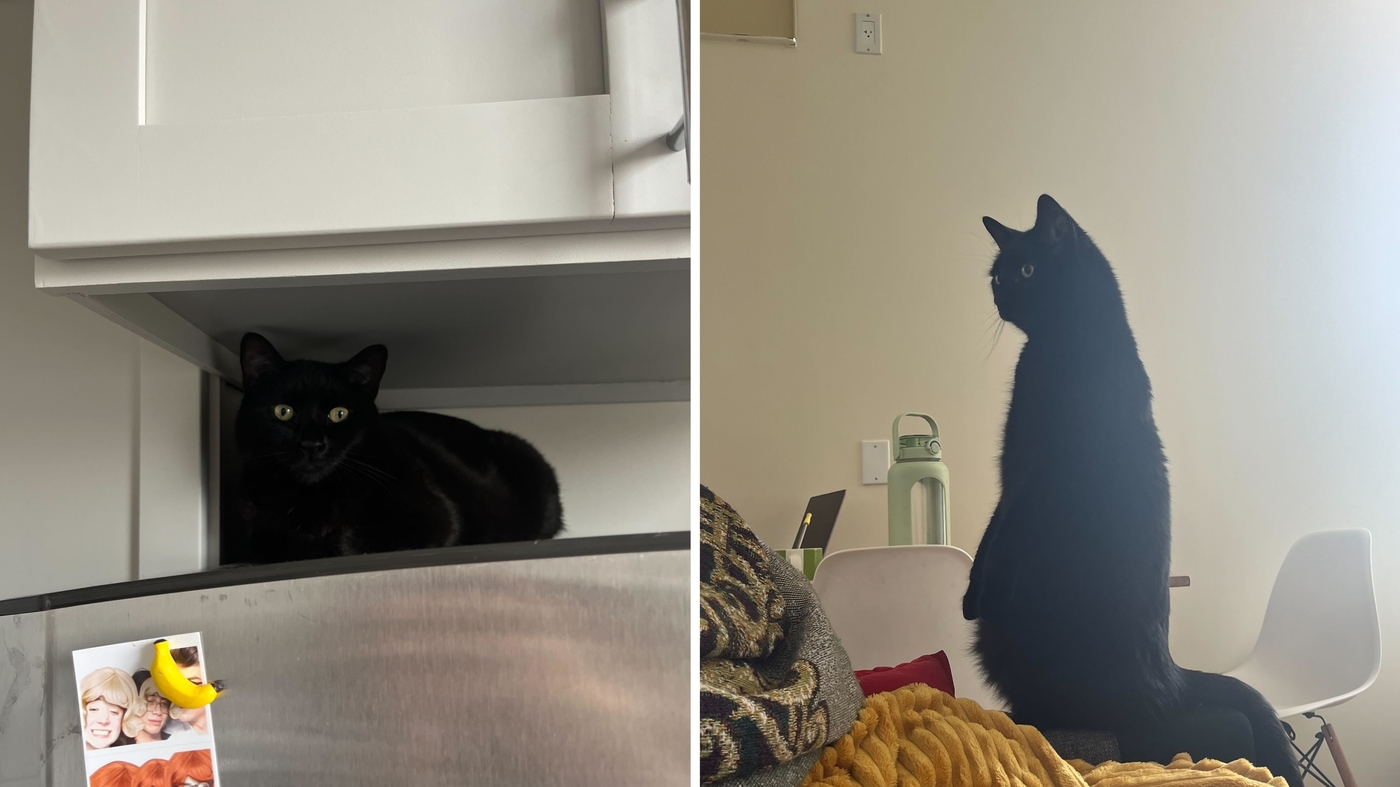 The murderous cat you live with is a murderous cat, a study shows : NPR