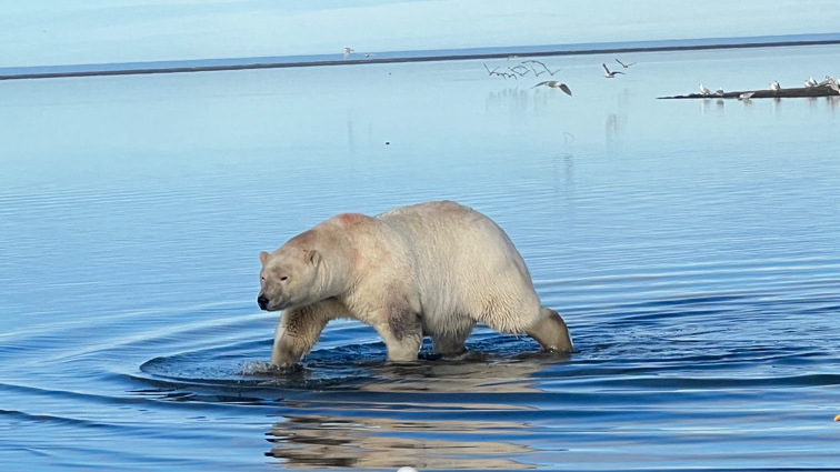 Climate change is causing dramatic impacts in the Arctic, report finds ...