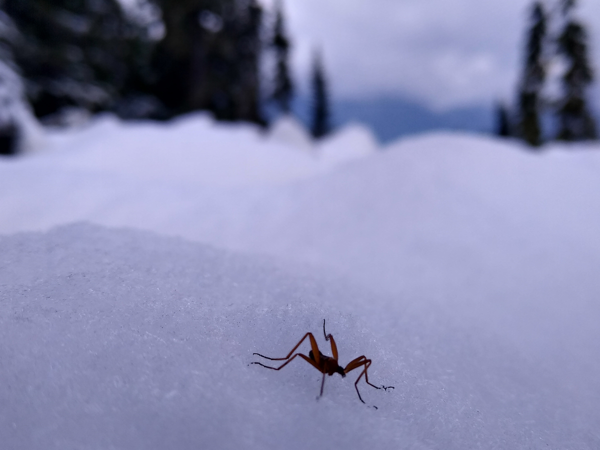 In the snowy Washington backcountry, snow flies adapt and live : Short ...