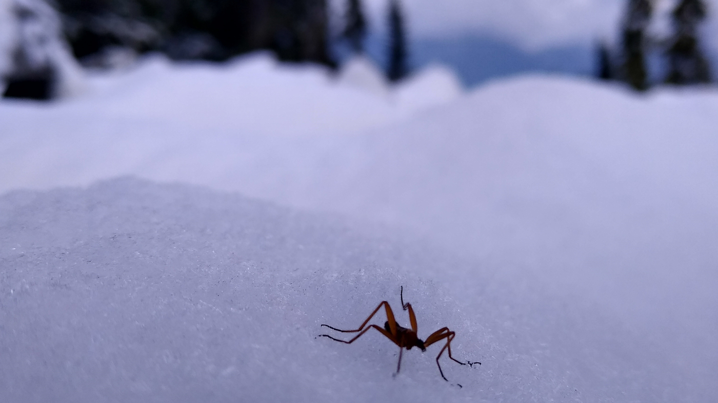 In the snowy Washington backcountry, snow flies adapt and live : Short ...