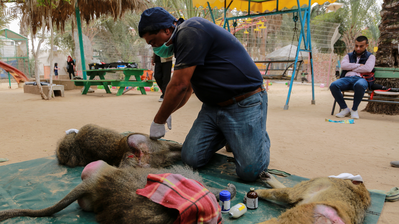 Veterinarians urge Israel and Hamas to rescue animals from zoos in Gaza ...