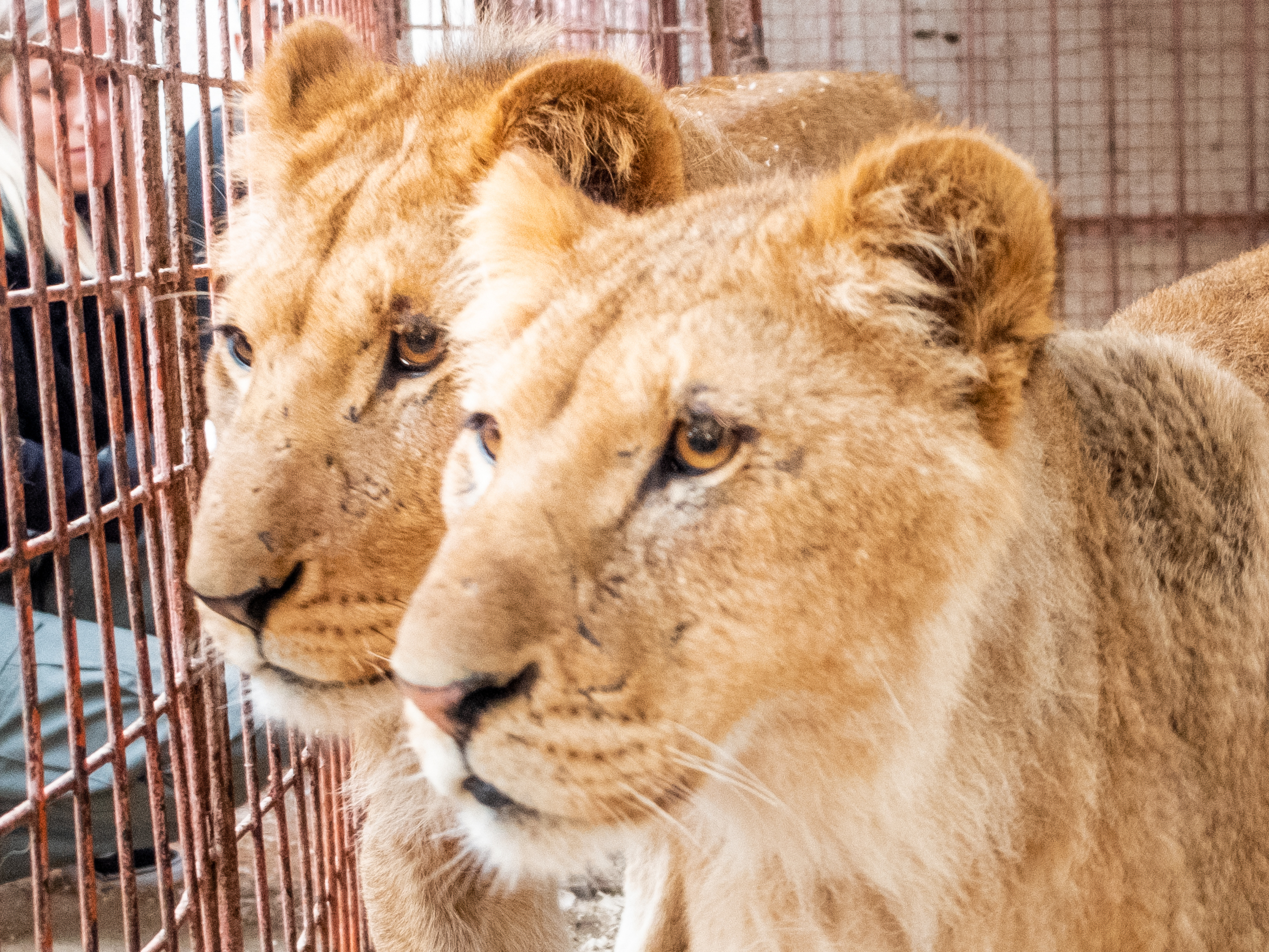 Another side effect from war in Gaza? Animals starving in its besieged ...