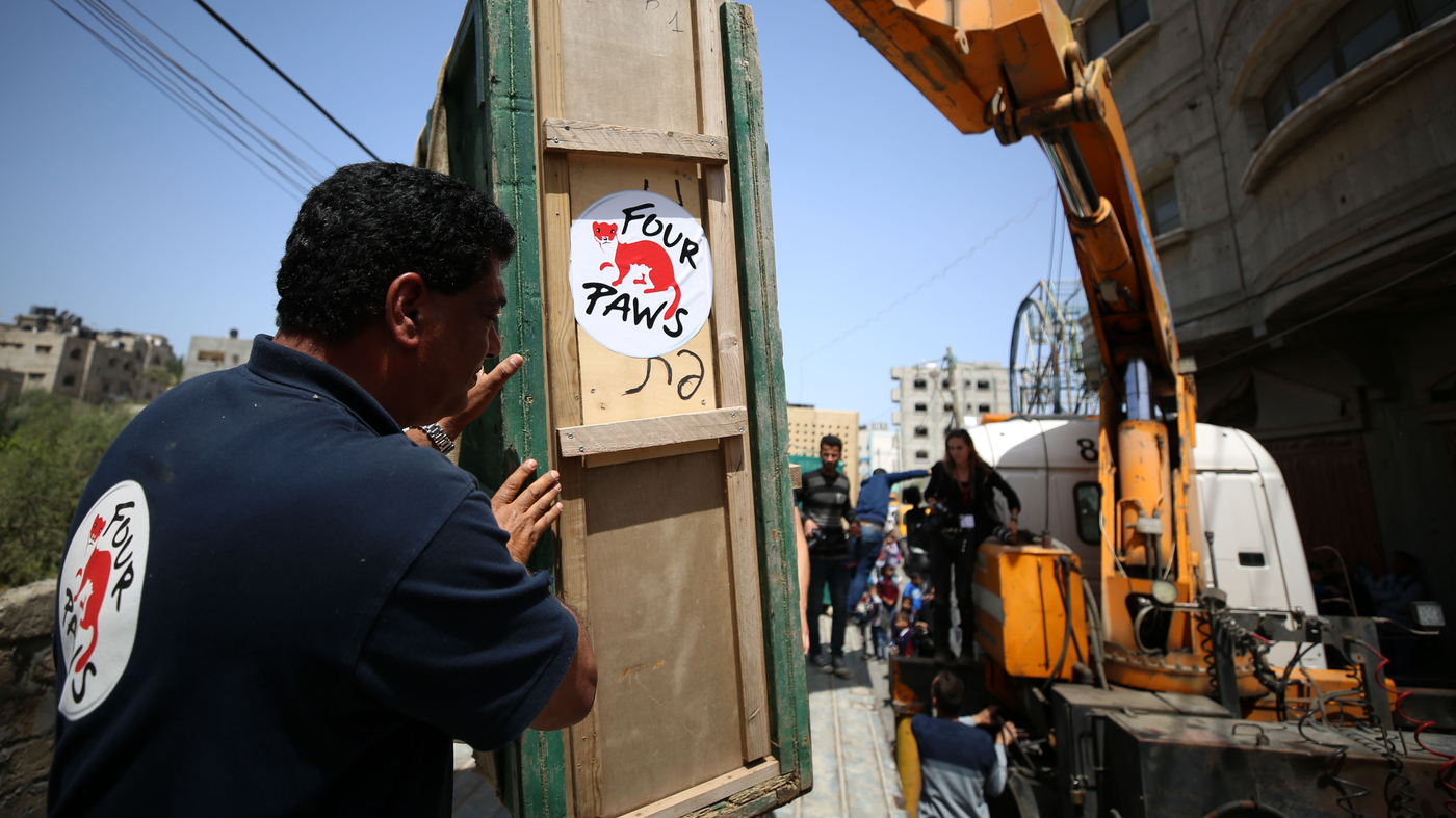 Veterinarians urge Israel and Hamas to rescue animals from zoos in Gaza ...