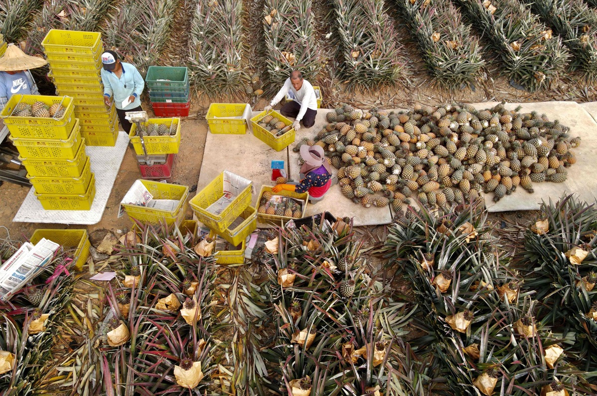 China-Taiwan tensions sour further over new type of pineapple : NPR