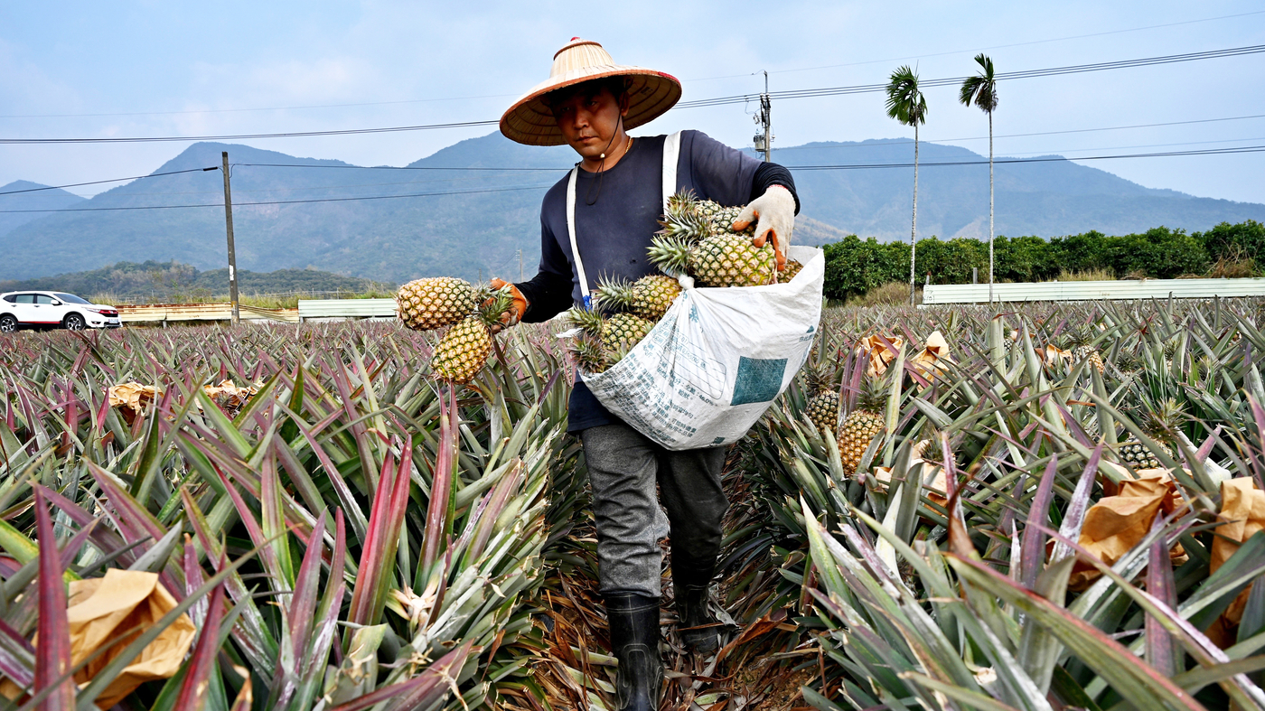 China-Taiwan tensions sour further over new type of pineapple : NPR