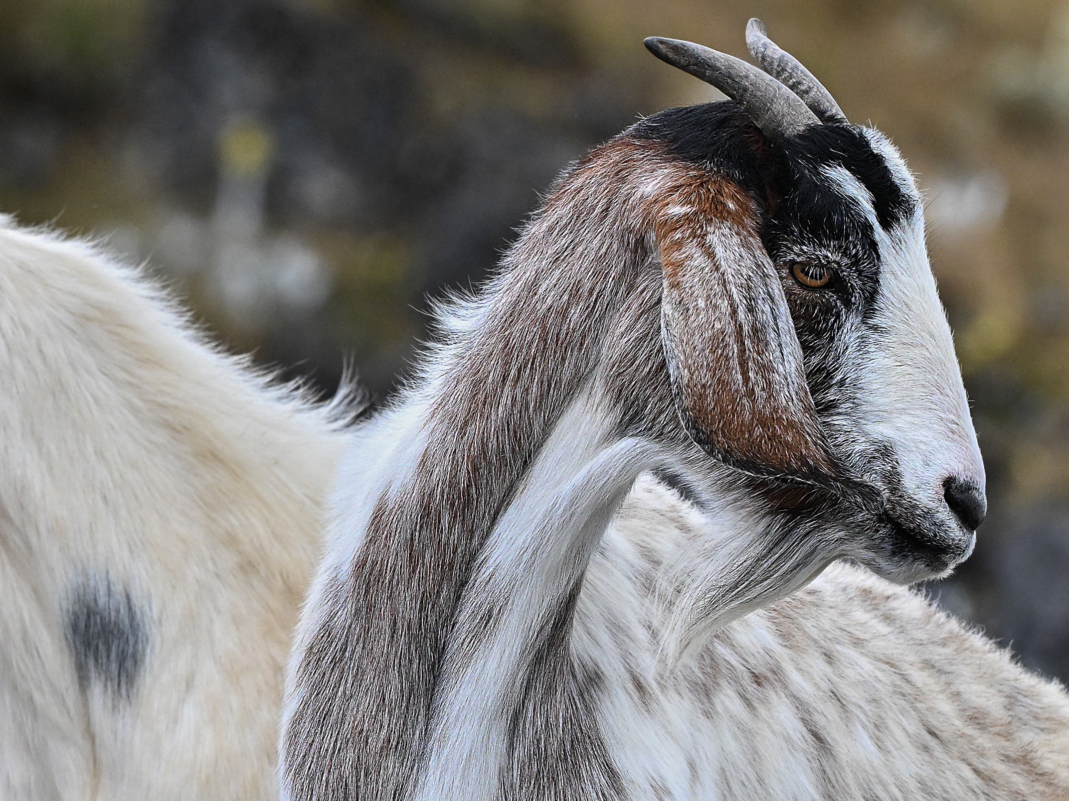 Here's why you should never say, 'You're as stupid as a goat' | NCPR News