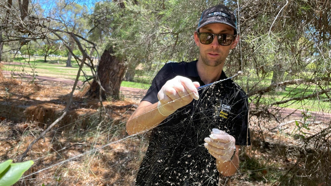 Spiderwebs trap environmental DNA, enabling animal monitoring and ...