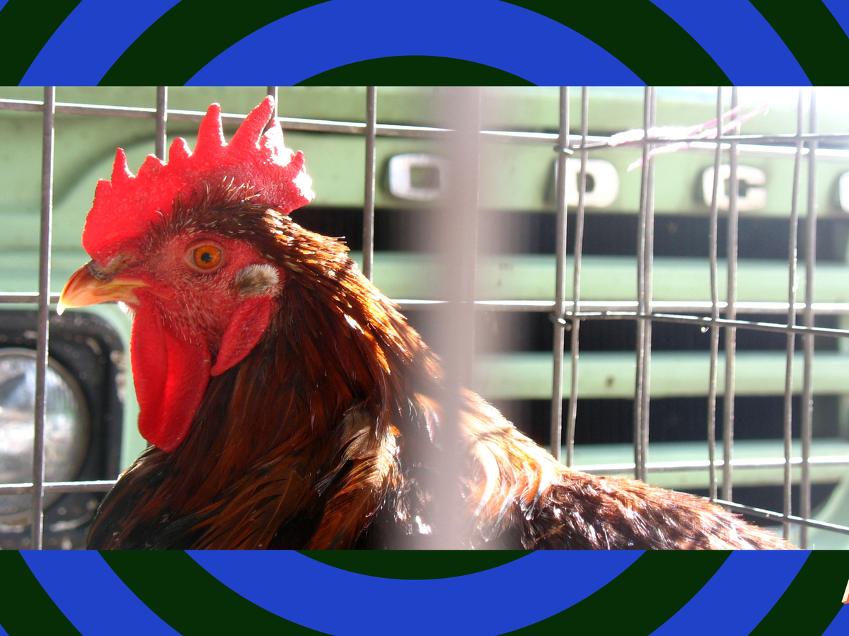 How a trade dispute over chicken led to the dominance of the American ...