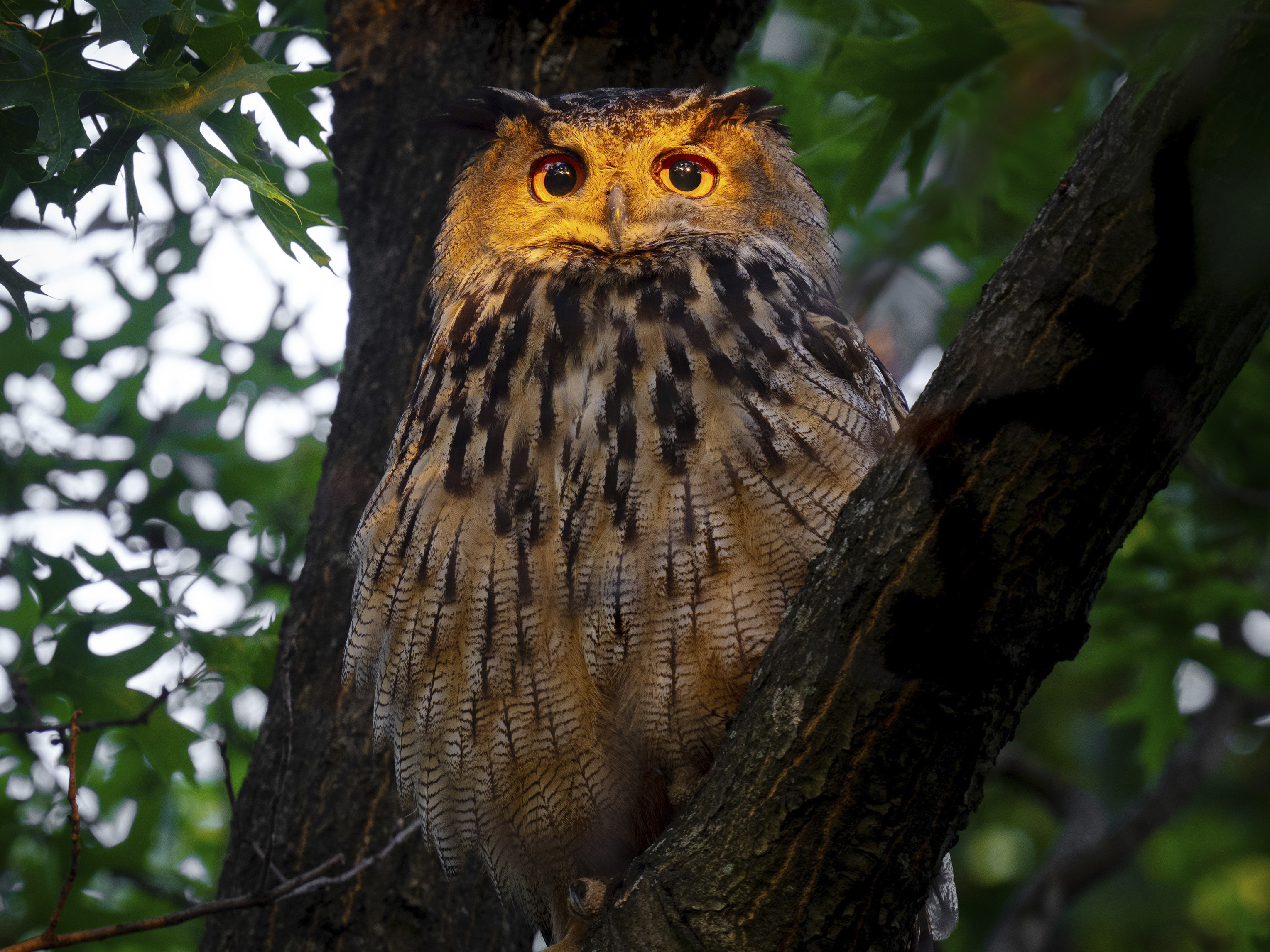 A year later, Flaco the owl's escape from the Central Park Zoo remains ...