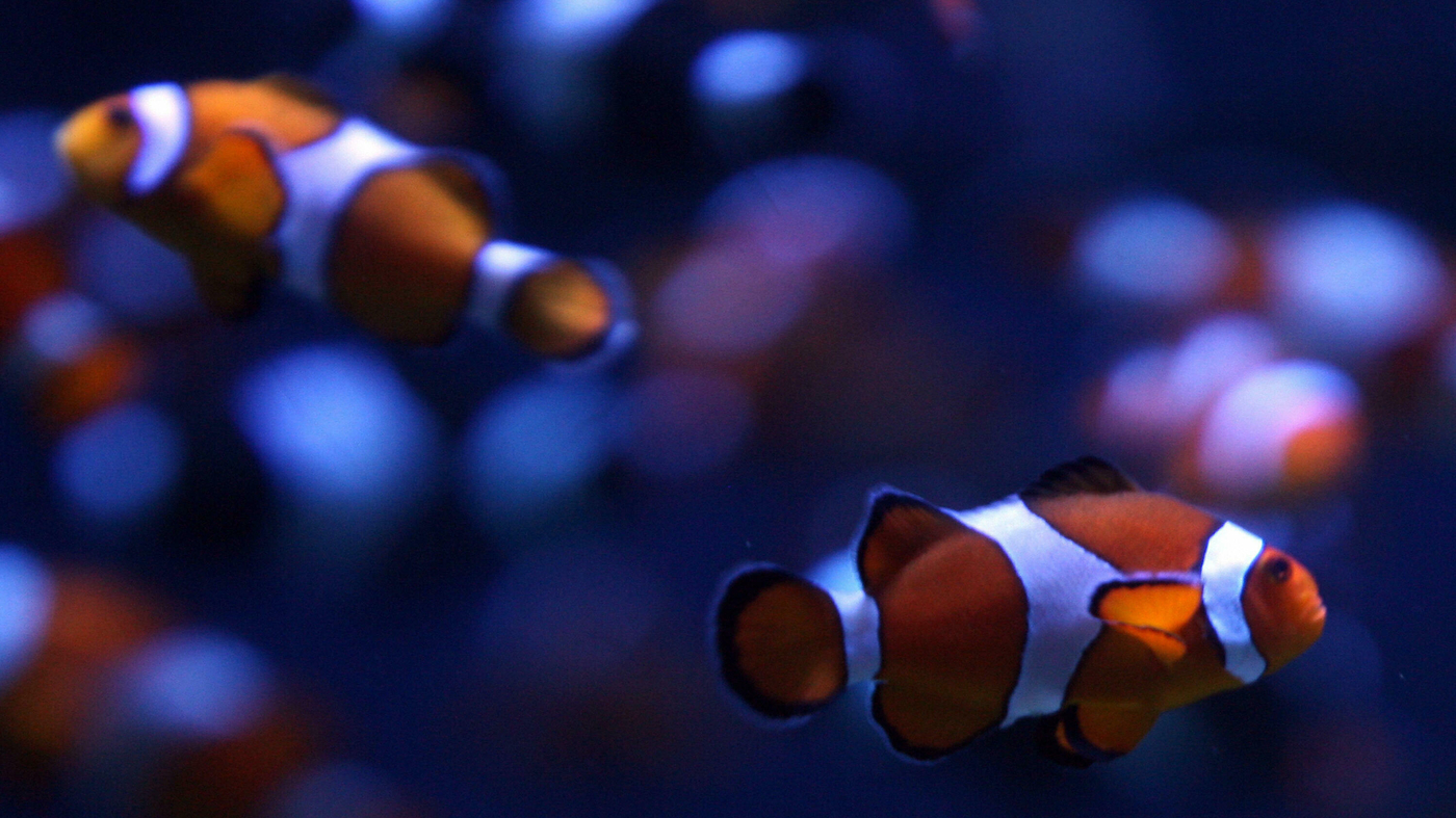 Nemo and his clownfish friends might count : Short Wave : NPR