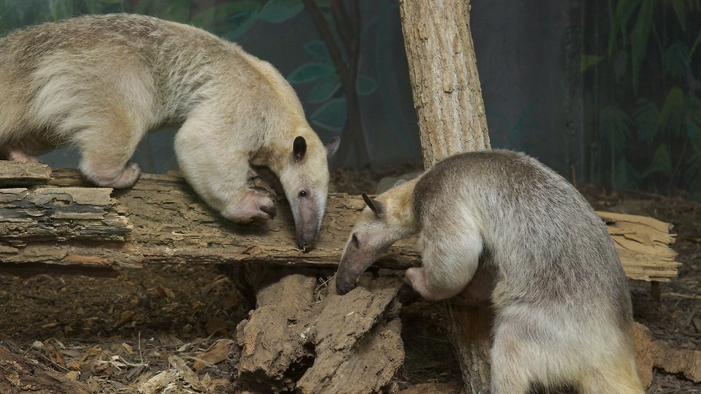 This Valentine's Day, celebrate gay love in the animal kingdom : Short ...