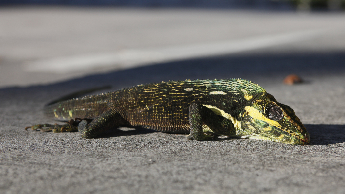 Brumation and torpor: How animals survive cold snaps by playing dead ...