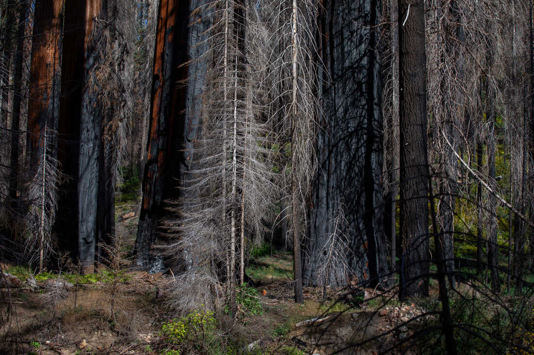 Saving the giant sequoia: Replanting follows wildfires that burned ...