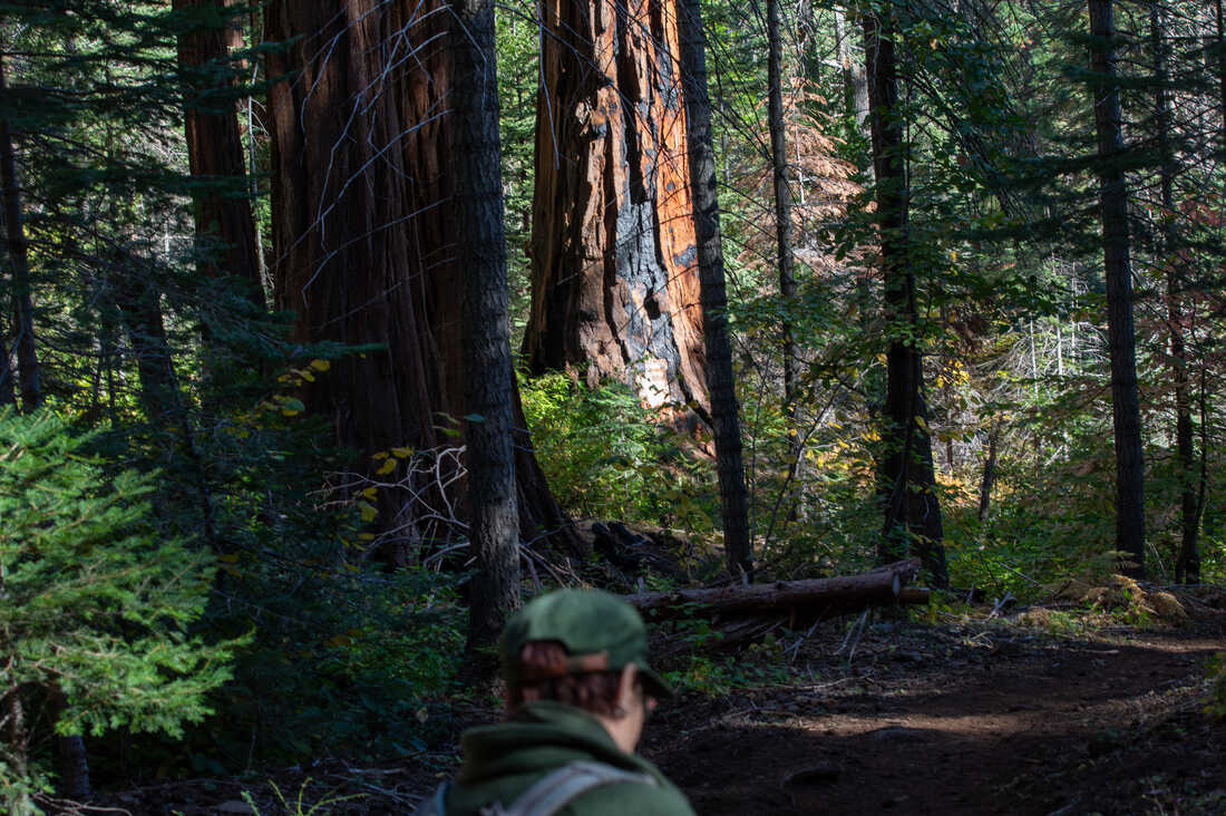 Saving the giant sequoia: Replanting follows wildfires that burned ...