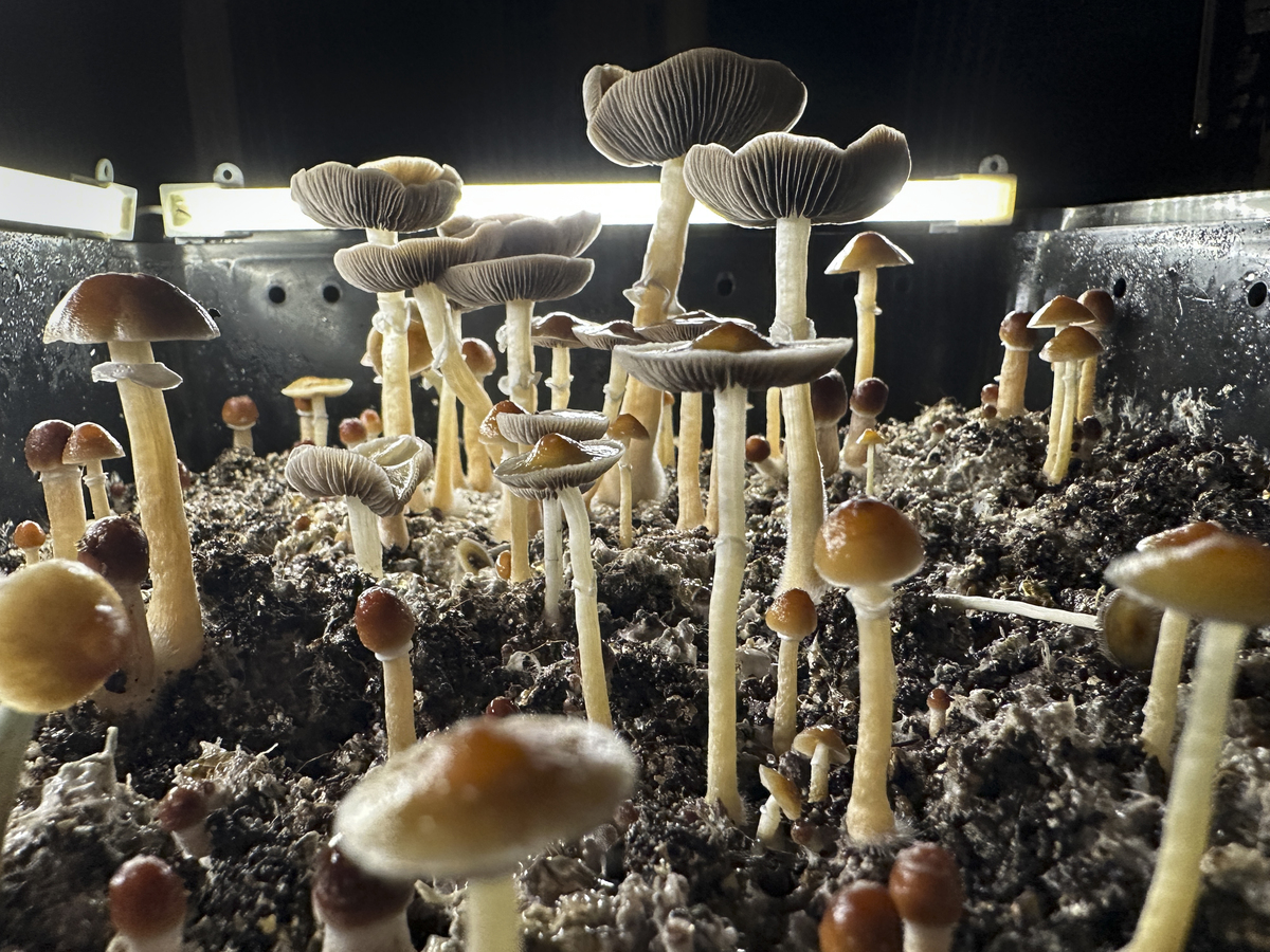 In Oregon, psilocybin treatment is an experiment in real time : NPR
