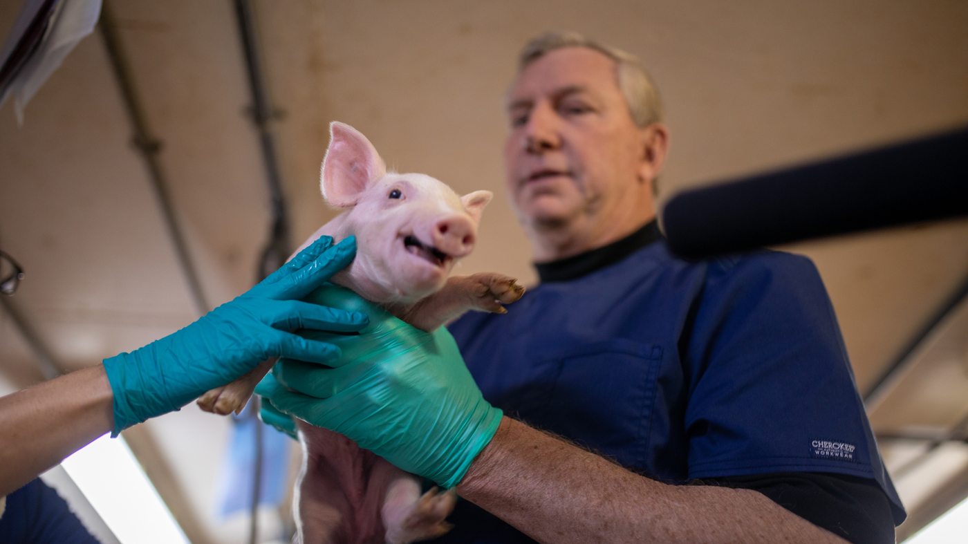 Genetically modified pigs could provide unlimited organs for human ...