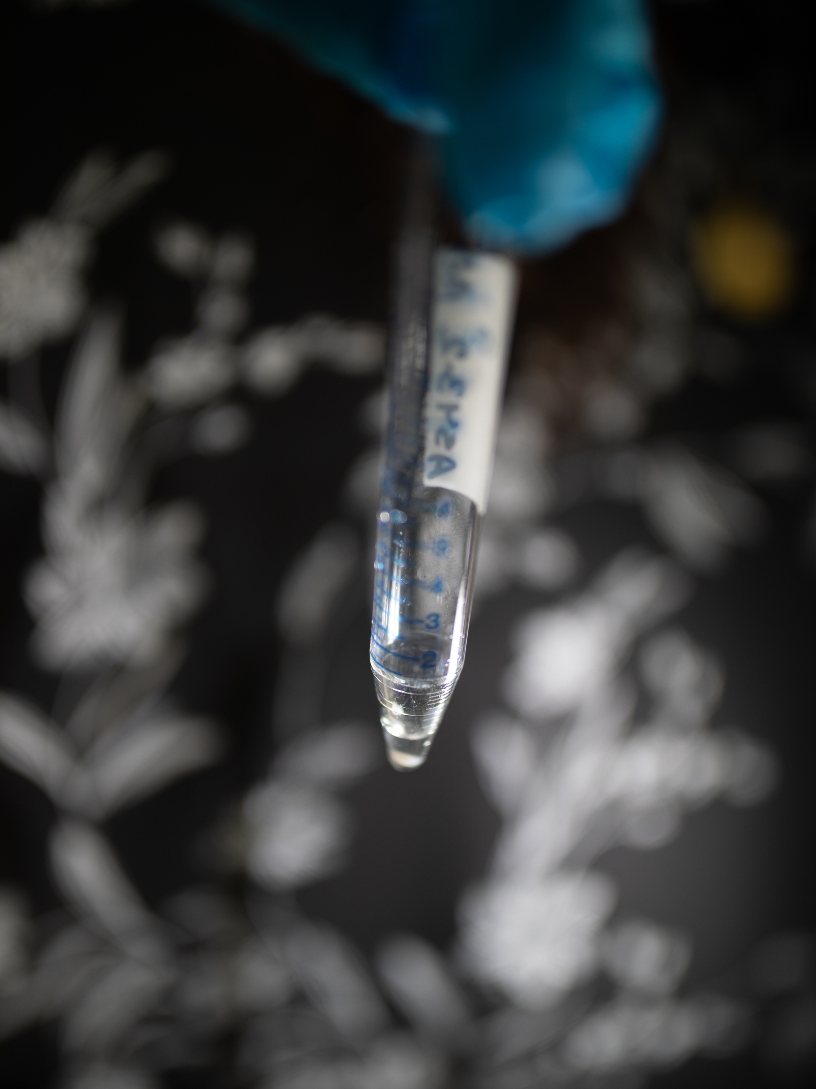 How genetically modified pigs could end the shortage of organs for ...
