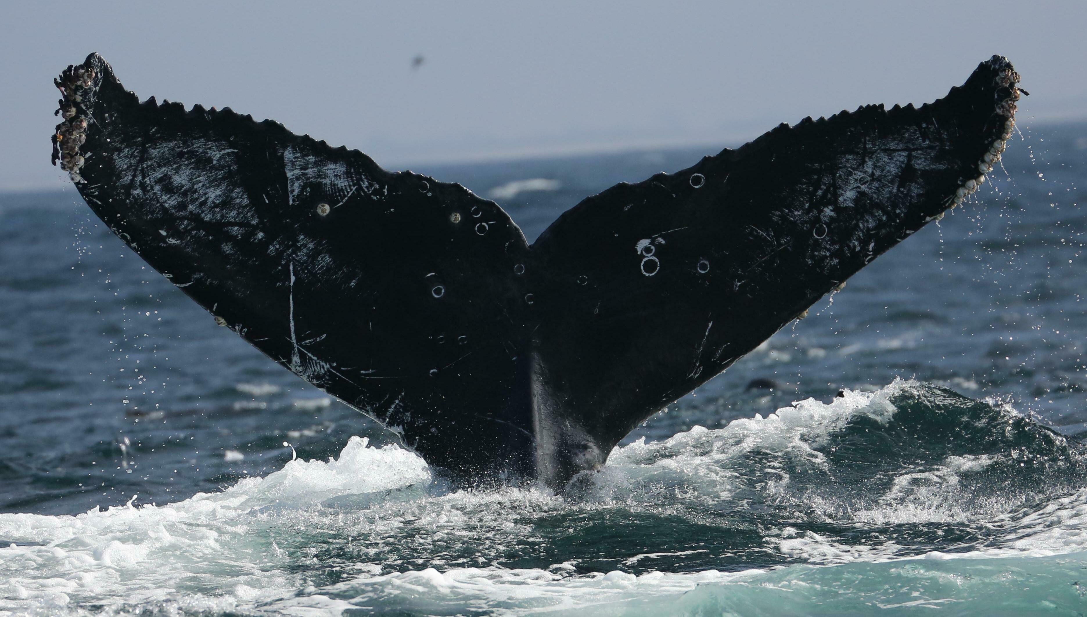 How scientists are using facial-recognition AI to track humpback whales ...