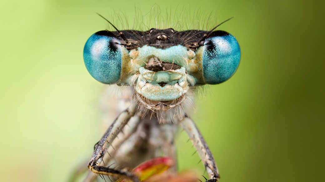 Natural Intelligence: What we—and AI—can learn from nature : TED Radio ...