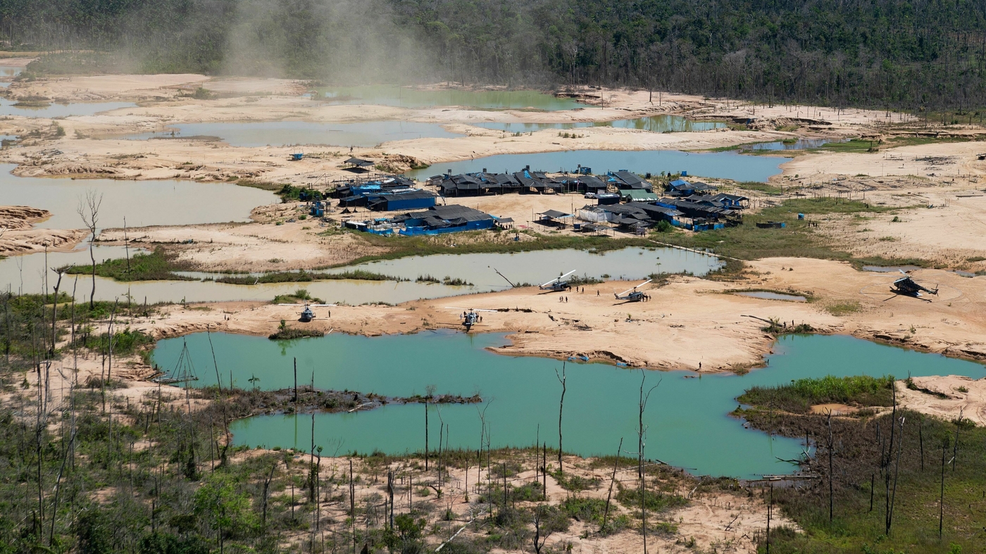 Amazon rainforest in Peru, ravaged by gold mining, is being restored ...