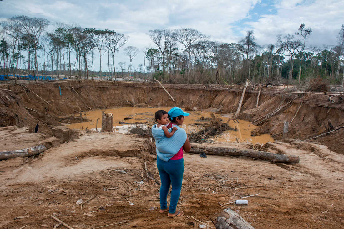 Amazon rainforest in Peru, ravaged by gold mining, is being restored ...