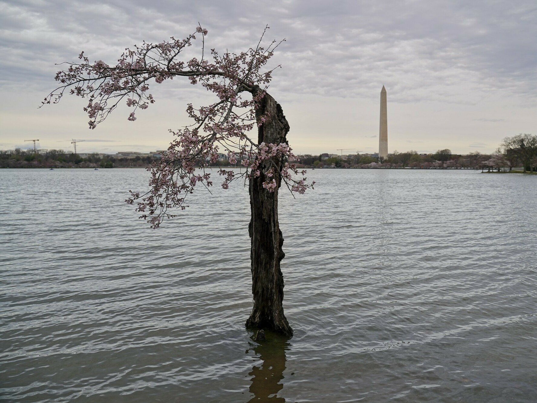 So long, Stumpy. More than 150 of D.C.'s cherry trees have to go as ...