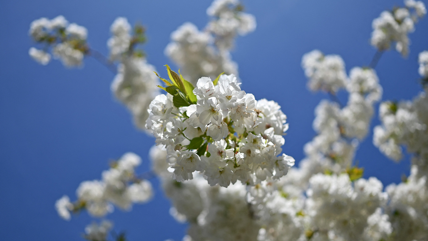 Up First briefing: Texas immigration law held; 'Goon Squad' officers ...