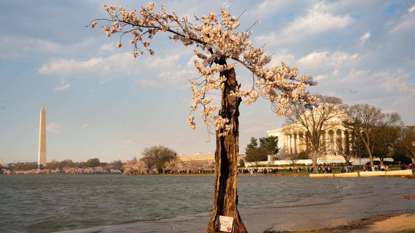 Photos: See D.C.'s cherry blossoms in peak bloom, bid farewell to ...
