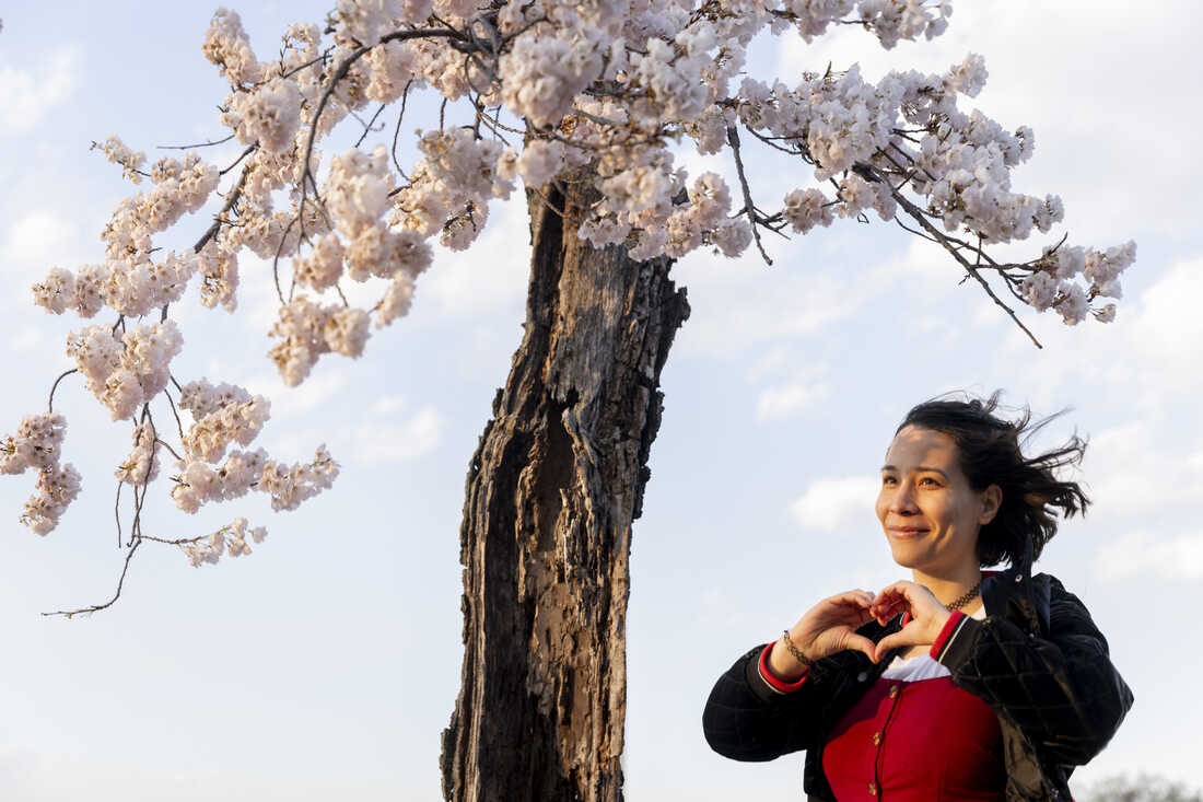 Photos: See D.C.'s cherry blossoms in peak bloom, bid farewell to 'Stumpy' : The Picture Show : NPR