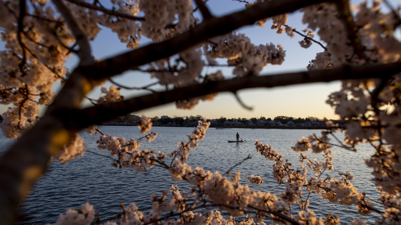 Photos: See D.C.'s cherry blossoms in peak bloom, bid farewell to ...