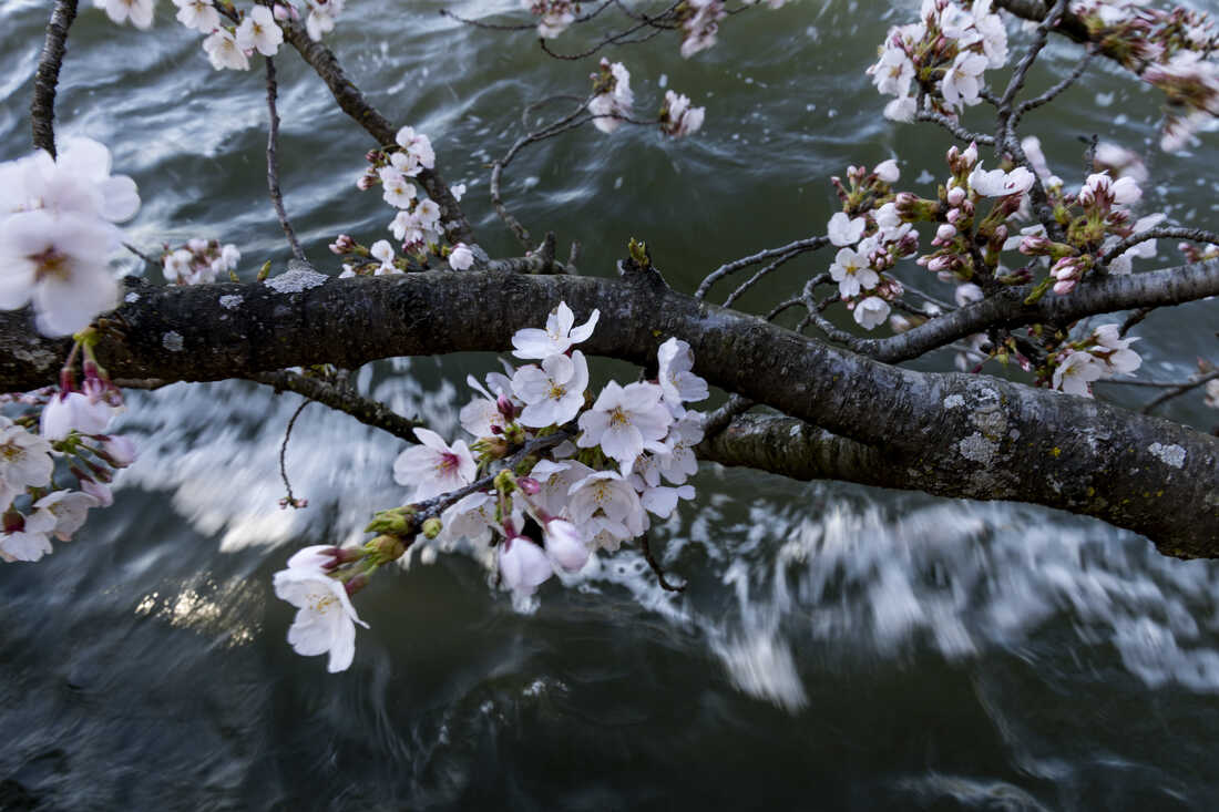 Photos: See D.C.'s cherry blossoms in peak bloom, bid farewell to ...