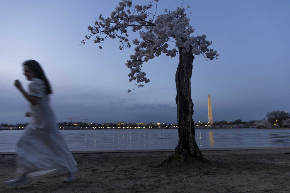 Photos: See D.C.'s cherry blossoms in peak bloom, bid farewell to 'Stumpy' : The Picture Show : NPR