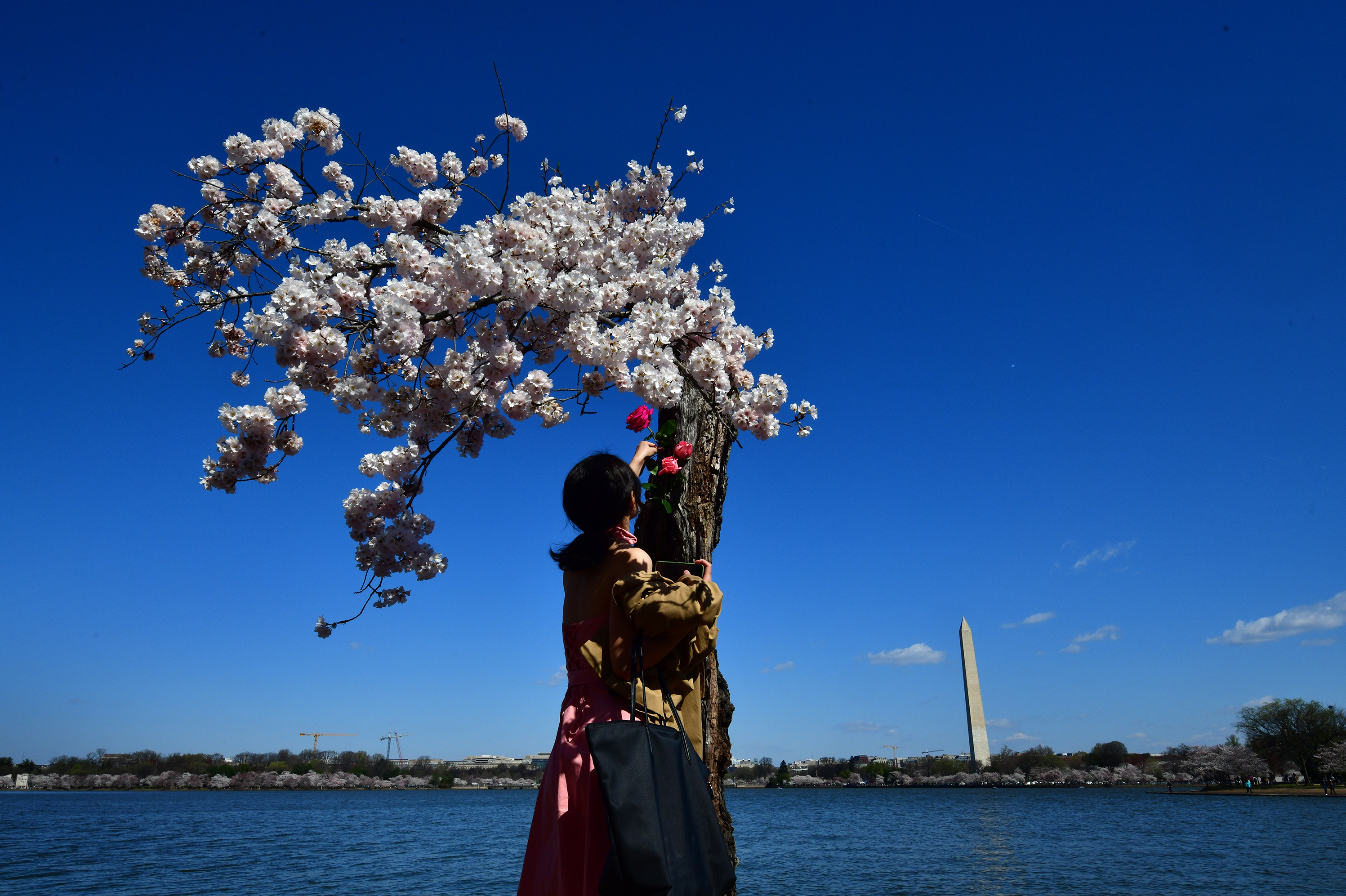 Photos: See D.C.'s cherry blossoms in peak bloom, bid farewell to ...