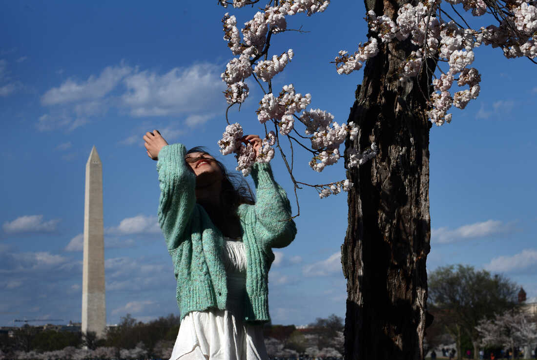 Photos: See D.C.'s cherry blossoms in peak bloom, bid farewell to ...