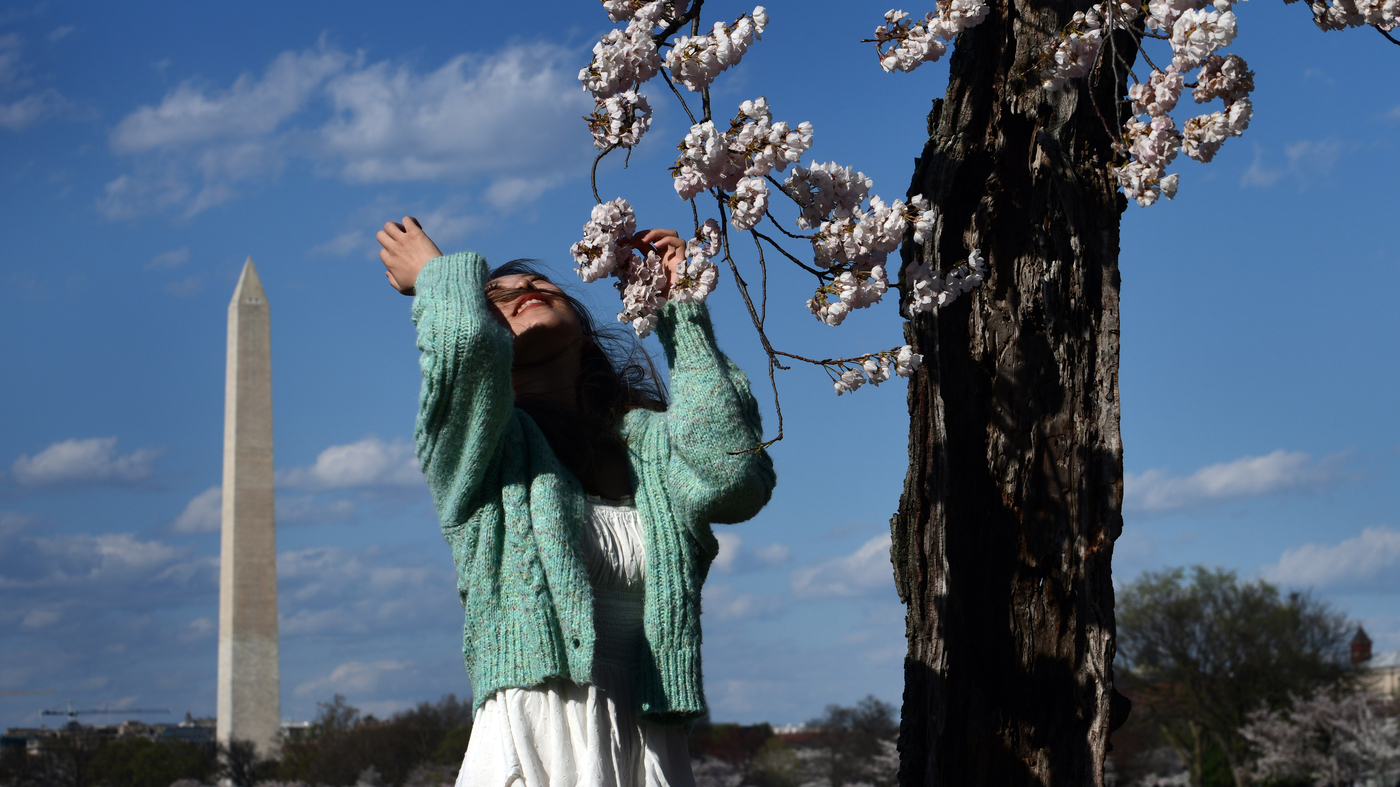 Photos: See D.C.'s cherry blossoms in peak bloom, bid farewell to ...