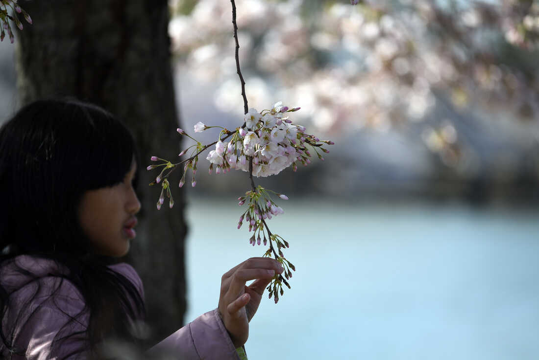 Photos: See D.C.'s cherry blossoms in peak bloom, bid farewell to ...