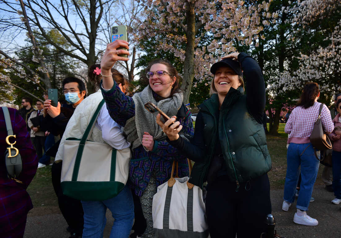 Photos: See D.C.'s cherry blossoms in peak bloom, bid farewell to ...