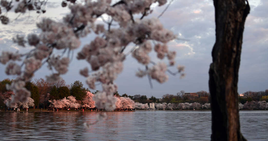 Photos: See D.C.'s cherry blossoms in peak bloom, bid farewell to ...