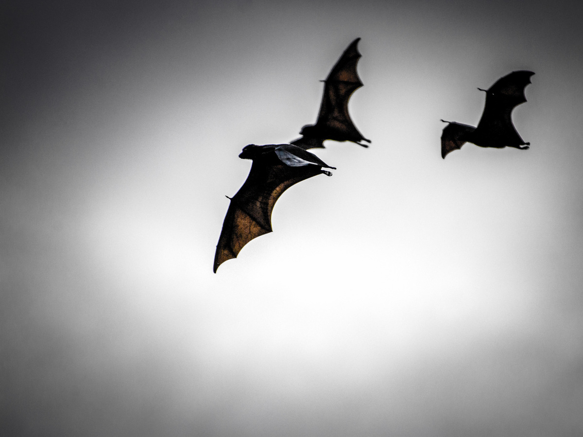 Bats are key to stopping the next pandemic, says new study : Goats and ...